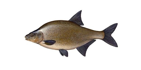 Common bream fishing in the United Kingdom