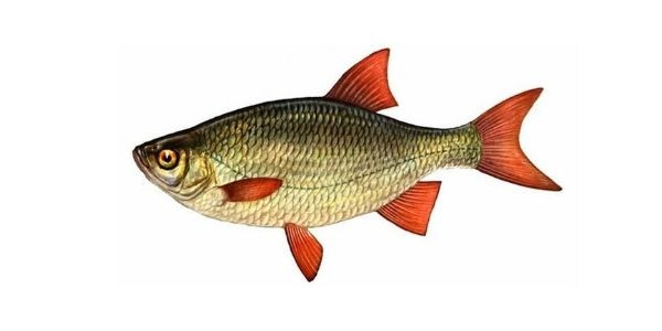 Common rudd fishing in River Chess. Spots and analysis