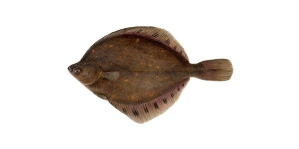 European plaice fishing in Cornwall