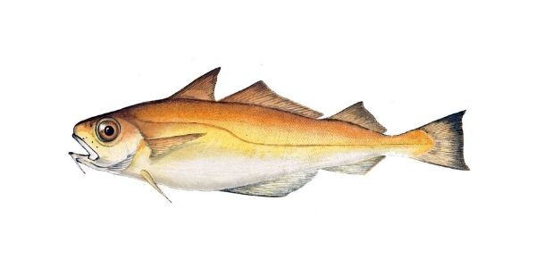 Poor cod fishing in Dorset