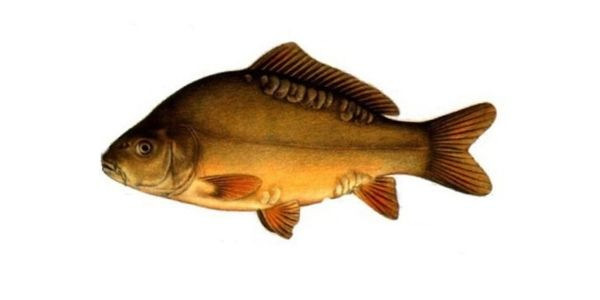 Leather carp fishing in the United Kingdom