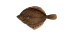 Fishing spots in the United Kingdom, all information about fishing